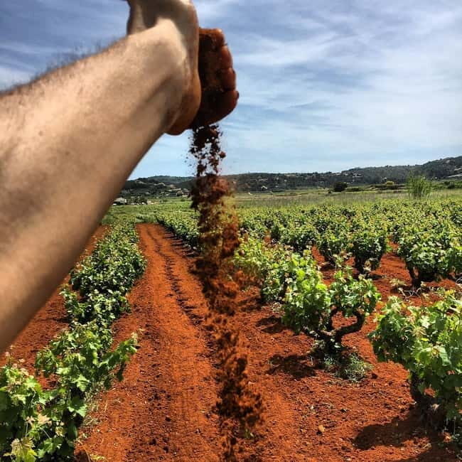 Xalo: Vineyard Tour with Wine Tasting and Snacks - Practical Details & Tips