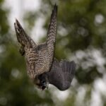 York: York Bird of Prey Centre Entry Ticket - Who Would Enjoy This?