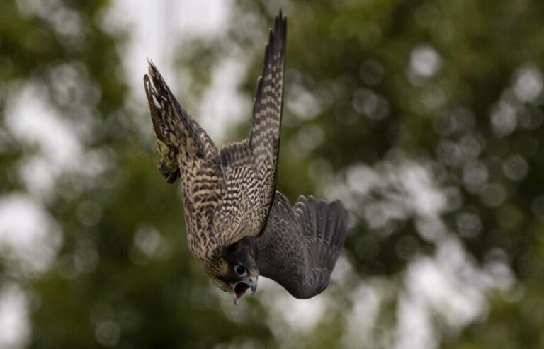 York: York Bird of Prey Centre Entry Ticket - Who Would Enjoy This?