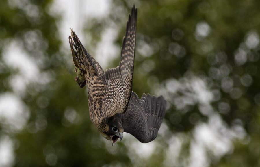 York: York Bird of Prey Centre Entry Ticket - Who Would Enjoy This?