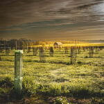 Yorkshire: Loversall Vineyard Wine Tasting and Tour - Introduction: A Taste of Yorkshires Vineyard Life