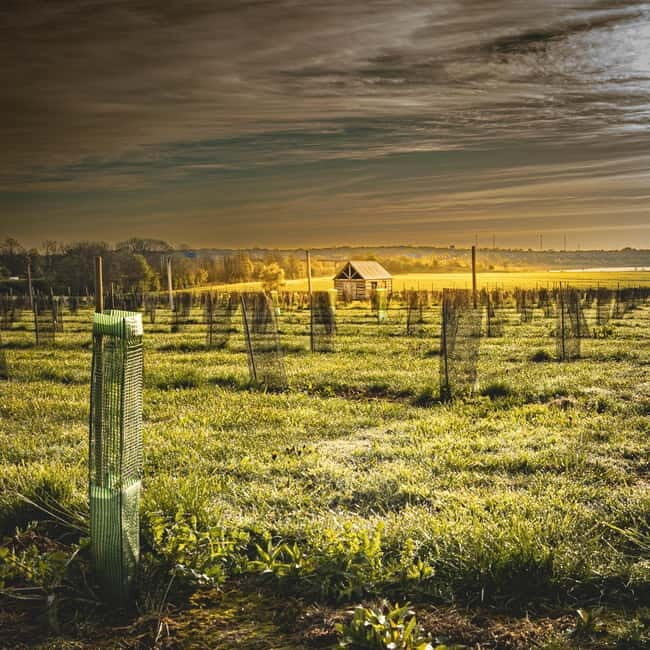 Yorkshire: Loversall Vineyard Wine Tasting and Tour - Introduction: A Taste of Yorkshires Vineyard Life