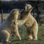 Yorkshire Wildlife Park: Entry Ticket - What to Expect During Your Visit