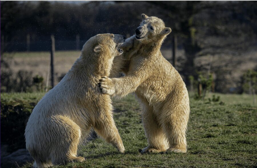 Yorkshire Wildlife Park: Entry Ticket - What to Expect During Your Visit