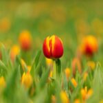 Zaanse Schans Windmills, Volendam and Tulip Greenhouse Tour - Delving Deeper: The Itinerary Breakdown