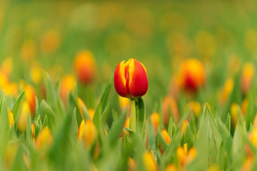 Zaanse Schans Windmills, Volendam and Tulip Greenhouse Tour - Delving Deeper: The Itinerary Breakdown