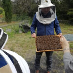 Zafferana Etnea:Honey extraction workshop and honey tasting - A Closer Look at the Honey Workshop and Tasting in Zafferana Etnea