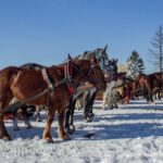 Zakopane Horse-Drawn Rides with Local Guide and Food Tasting - The Bonfire and Food Tasting