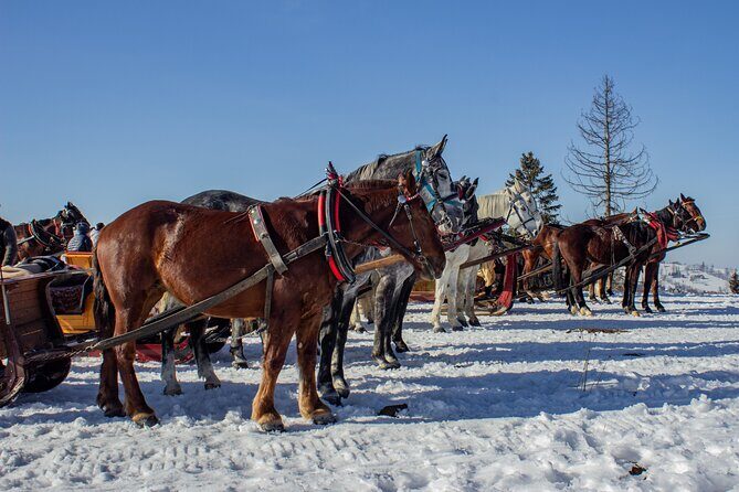 Zakopane Horse-Drawn Rides with Local Guide and Food Tasting - The Bonfire and Food Tasting