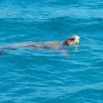 Zakynthos: Guided Boat Cruise to Turtle Island & Keri Caves - The Itinerary in Detail