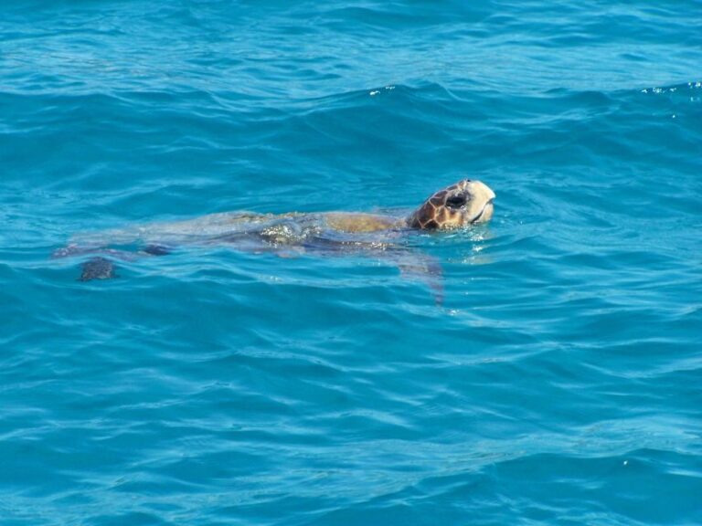 Zakynthos: Guided Boat Cruise to Turtle Island & Keri Caves - The Itinerary in Detail
