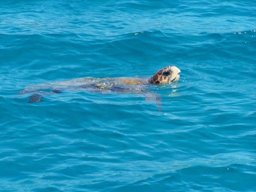 Zakynthos: Guided Boat Cruise to Turtle Island & Keri Caves - The Itinerary in Detail