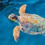 Zakynthos: Laganas, Keri, & Marathonisi Turtle Spotting Tour - Practical Details and Value
