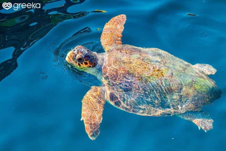 Zakynthos: Laganas, Keri, & Marathonisi Turtle Spotting Tour - Practical Details and Value