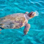 Zakynthos Small Boat Tour to Keri Mizithres and Marathonisi - The Experience: What Travelers Are Saying