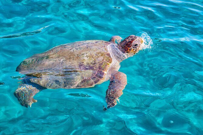 Zakynthos Small Boat Tour to Keri Mizithres and Marathonisi - The Experience: What Travelers Are Saying