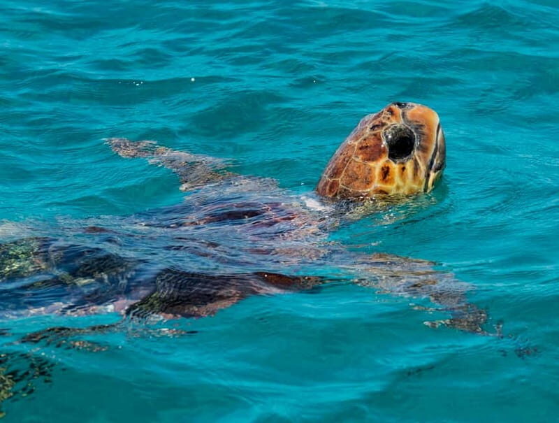 Zakynthos: Turtle Island, Cameo and Keri Caves + Transport - A Closer Look at the Itinerary