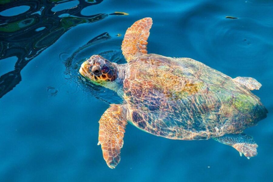 Zakynthos: Turtle Island & Keri Caves Glass-Bottom Boat Tour - Authentic Encounters & Traveler Perspectives