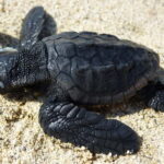 Zakynthos: Turtle Spotting Cruise with Glass-Bottom Boat - A Deep Dive into the Experience