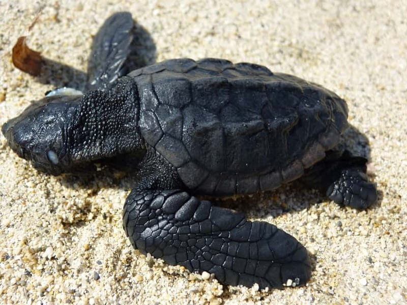 Zakynthos: Turtle Spotting Cruise with Glass-Bottom Boat - A Deep Dive into the Experience