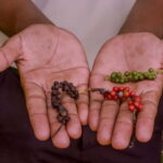 ZANZIBAR: Dolphins tour, Baraka Aquarium & Spice farm - Analyzing the Value