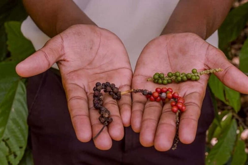 ZANZIBAR: Dolphins tour, Baraka Aquarium & Spice farm - Analyzing the Value