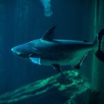 Zaragoza : Aquarium entry ticket - Overview of the Experience