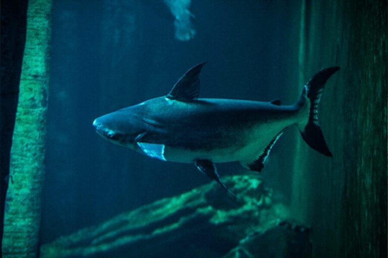 Zaragoza : Aquarium entry ticket - Overview of the Experience