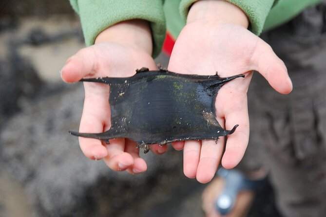 Zeeland Beach safari with Fishnet NL/DE - Key Points