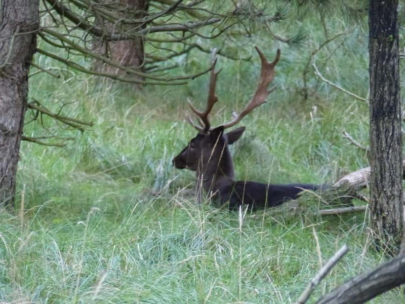 Zeeland: Guided Bos en Duin Safari NL/DE - What Makes This Safari Stand Out?