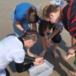 Zeeland Strand safari met visnet NL/DE - The Rich Variety of Marine Life