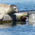 Zeeland Zeehonden strand safari NL/DE - Who Will Love This Experience?