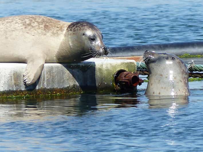 Zeeland Zeehonden strand safari NL/DE - Who Will Love This Experience?