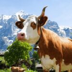 Zurich: Rhine Falls, Chocolate & Cheese Factory Day Trip - What’s Included and What’s Not