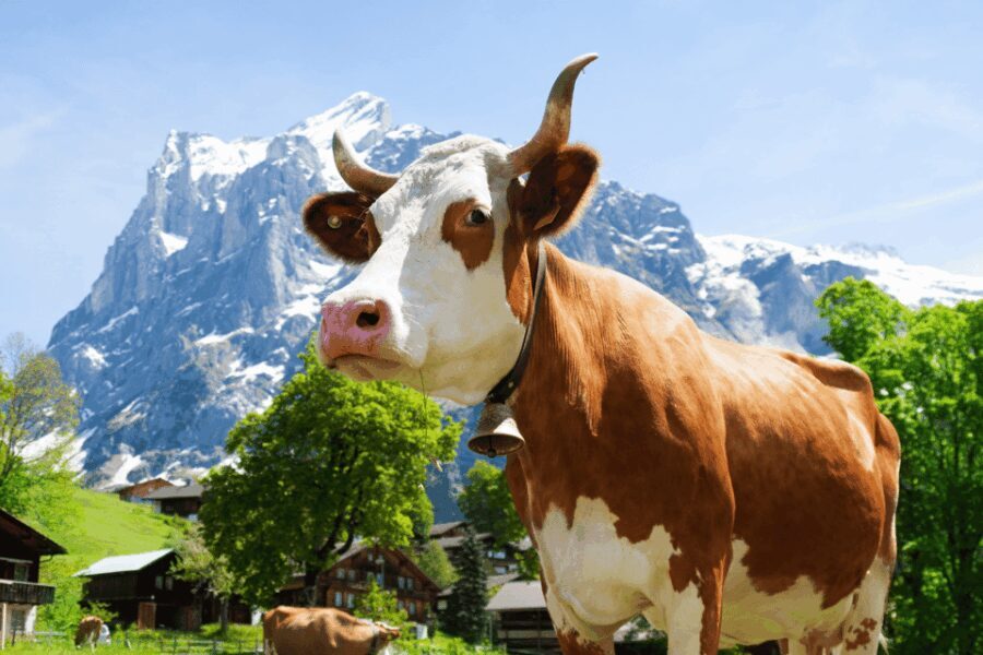 Zurich: Rhine Falls, Chocolate & Cheese Factory Day Trip - What’s Included and What’s Not