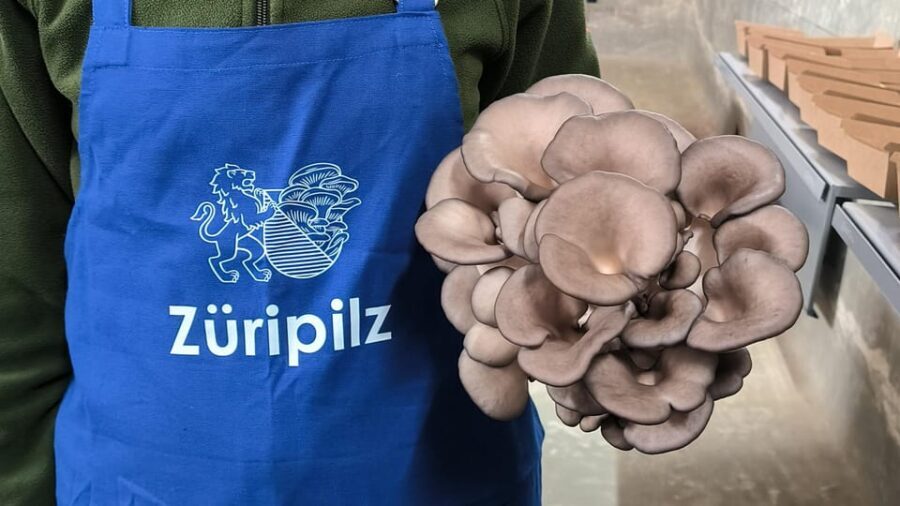 Zurich's best-kept secret: the hidden world of mushrooms! - Who Will Appreciate This Tour?