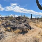 1-2 Hour Sonoran Desert Private Guided Hiking Tour - Who Will Love This Tour?