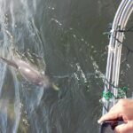 1.5-hour Dolphin Sightseeing Cruise from Tampa - Authentic Feedback and Real Experiences