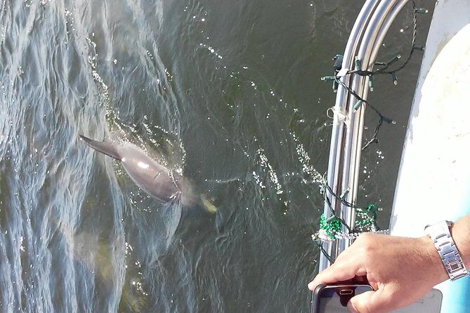 1.5-hour Dolphin Sightseeing Cruise from Tampa - Authentic Feedback and Real Experiences