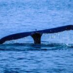 1.5 -Hour Guided Whale and Marine Life Tour - What Travelers Say: Authentic Experiences
