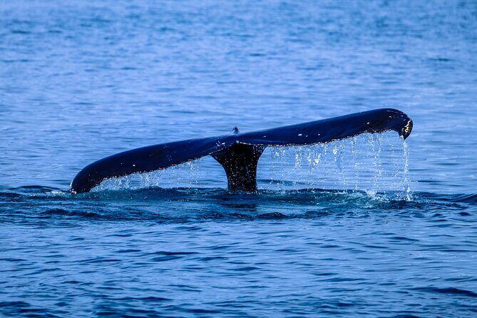 1.5 -Hour Guided Whale and Marine Life Tour - What Travelers Say: Authentic Experiences