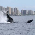 1.5 Hour Whale Watching Cruise With Transportation - What Do Guests Love?