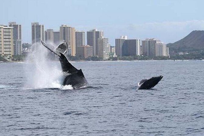 1.5 Hour Whale Watching Cruise With Transportation - What Do Guests Love?