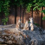1-day ticket for Schwerin Zoo - The Highlights of Schwerin Zoo