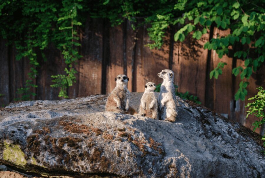 1-day ticket for Schwerin Zoo - The Highlights of Schwerin Zoo