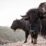 1-Hour ATV Ride near the Grand Canyon's West Rim - The Itinerary in Detail
