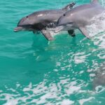 1-hour Dolphin Sightseeing Adventure Cruise from Madeira Beach - Detailed Breakdown of the Experience