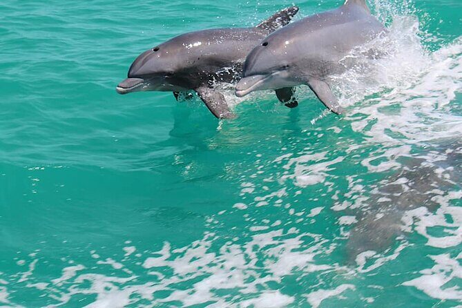 1-hour Dolphin Sightseeing Adventure Cruise from Madeira Beach - Detailed Breakdown of the Experience