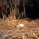 1-Hour Evening Airboat Ride - What the Reviews Say