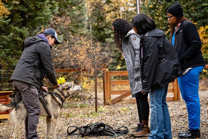 1 Hour Fall Sled Dog Experience in Two Rivers - Who Should Consider This Tour?